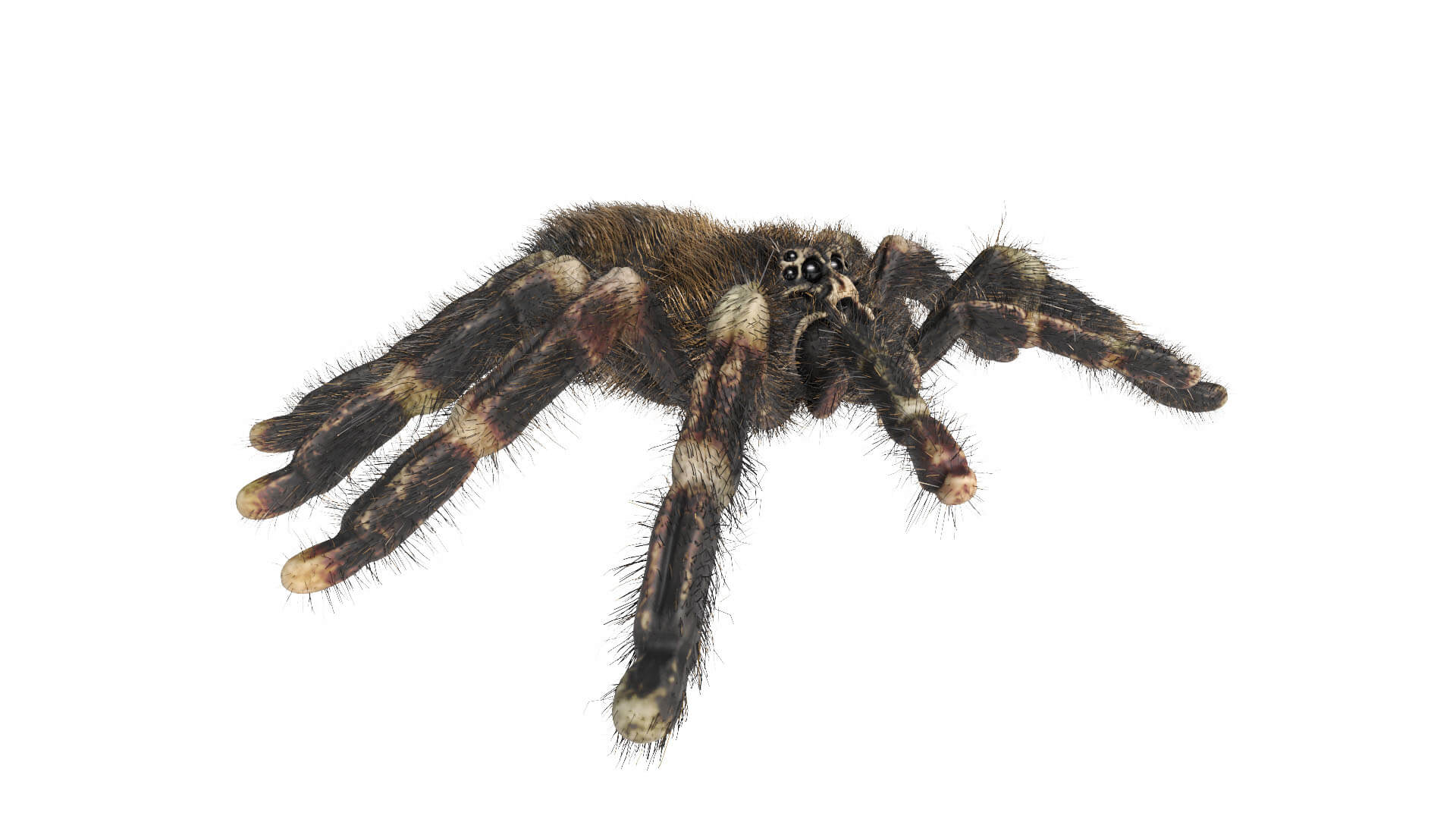 Psalmopoeus Cambridgei - 3D Model by jaka ardian