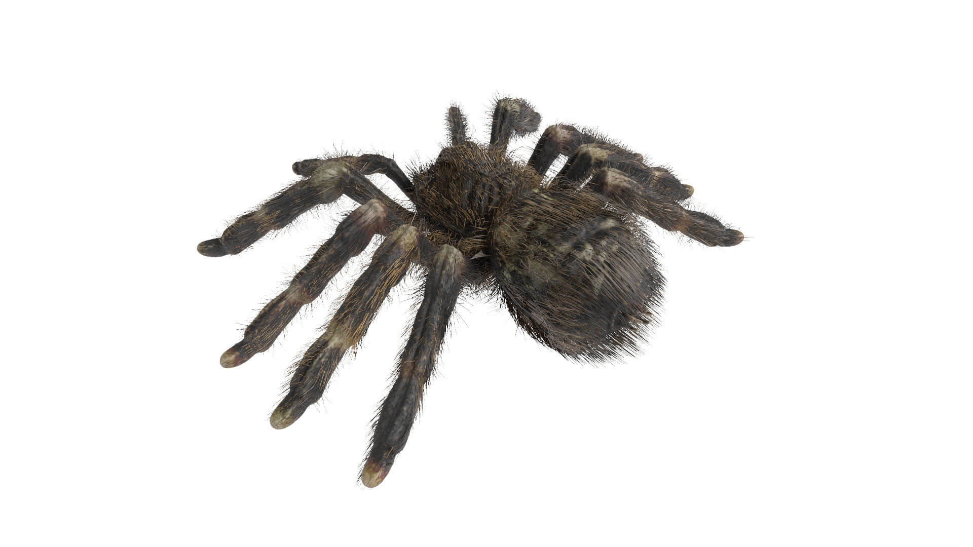 Psalmopoeus Cambridgei - 3D Model by jaka ardian
