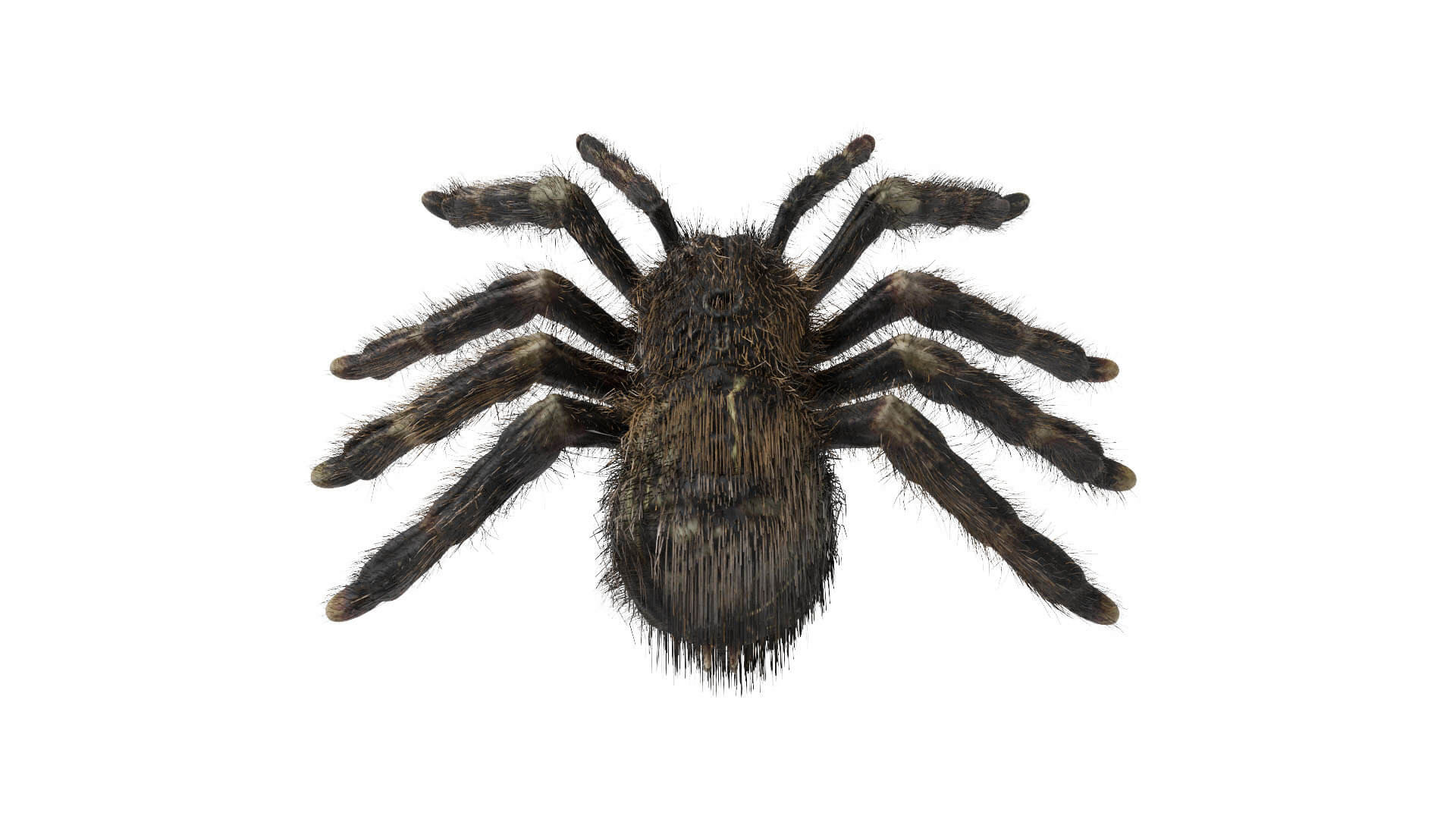 Psalmopoeus Cambridgei - 3D Model by jaka ardian