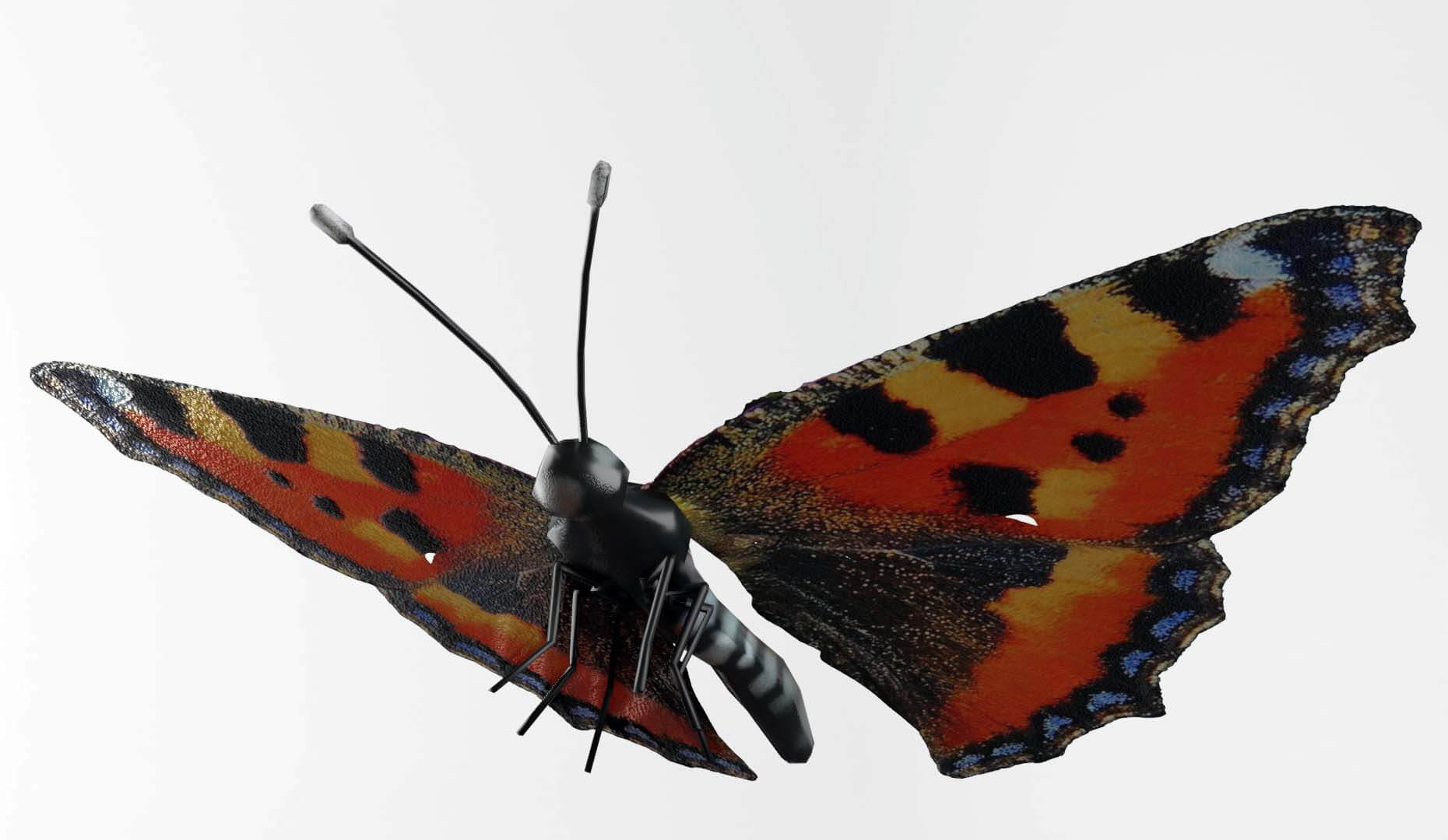 Butterflies & Moths - Low Poly & Rigged 3D Model by jamesmiddzz