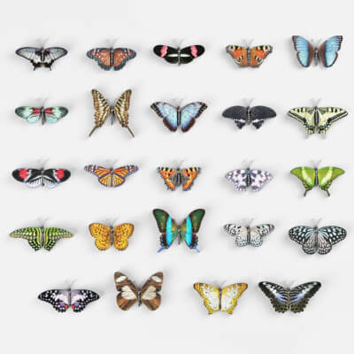 Butterflies & Moths - Low Poly & Rigged 3D Model by jamesmiddzz