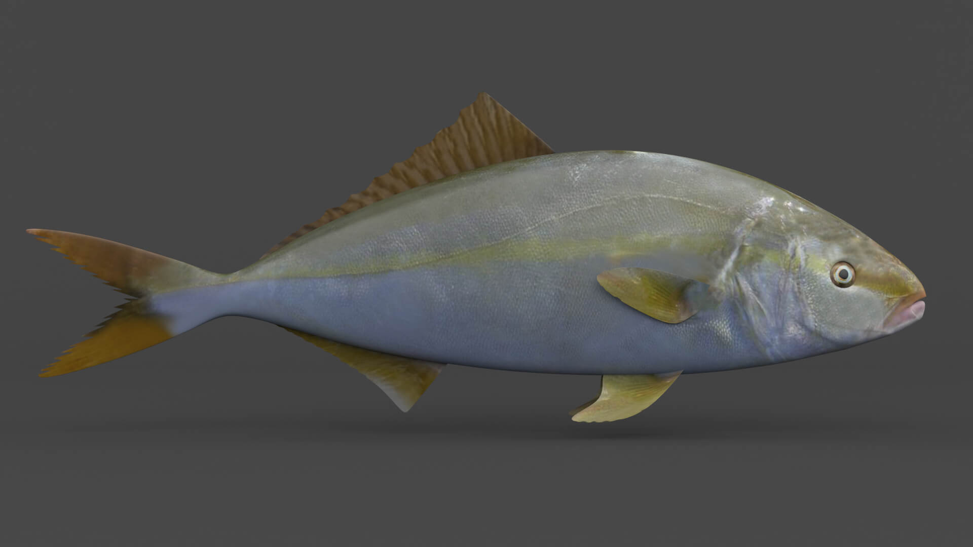 Amberjack Fish - 3D Model by Javidan