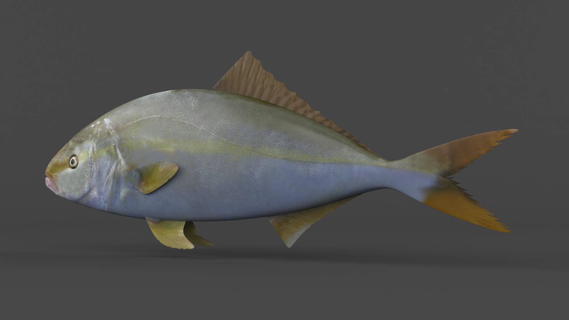 Amberjack Fish - 3D Model by Javidan