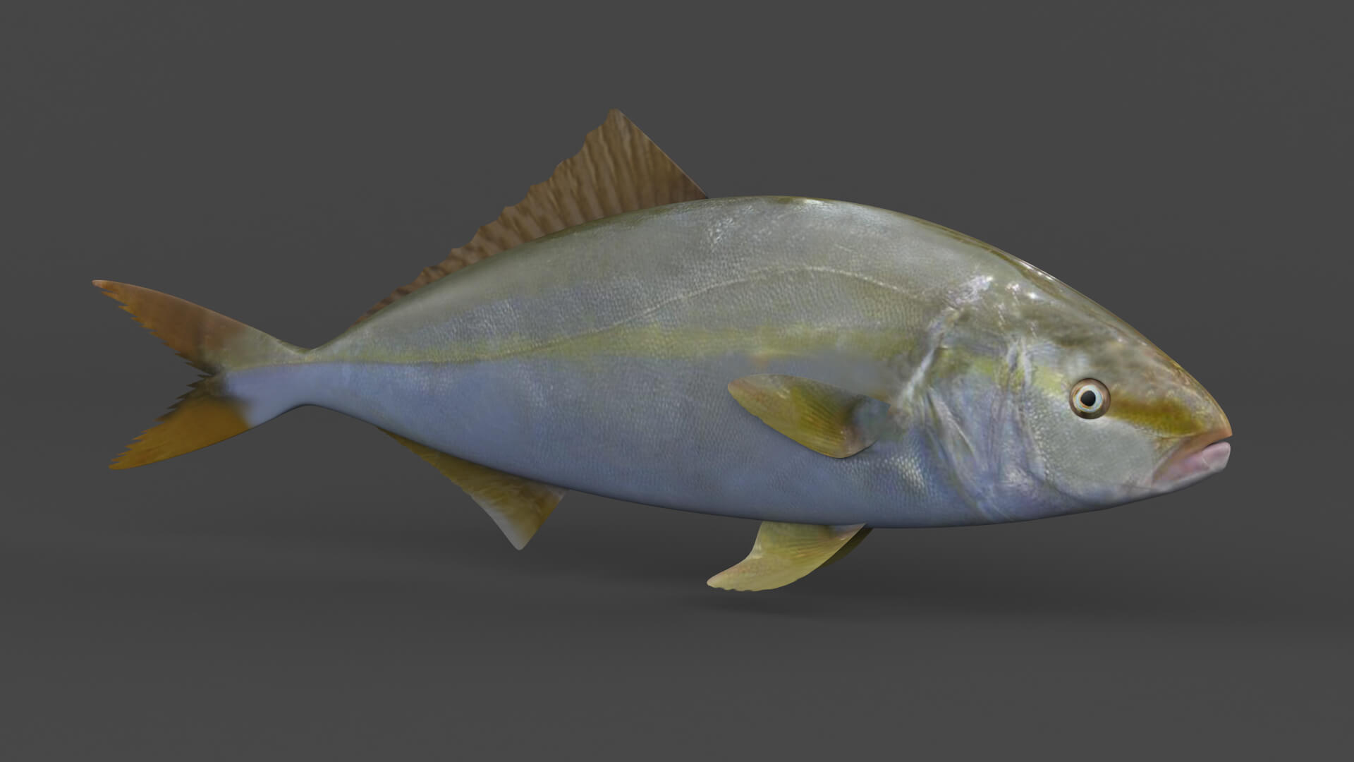 Amberjack Fish - 3D Model by Javidan