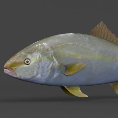 Amberjack Fish - 3D Model by Javidan