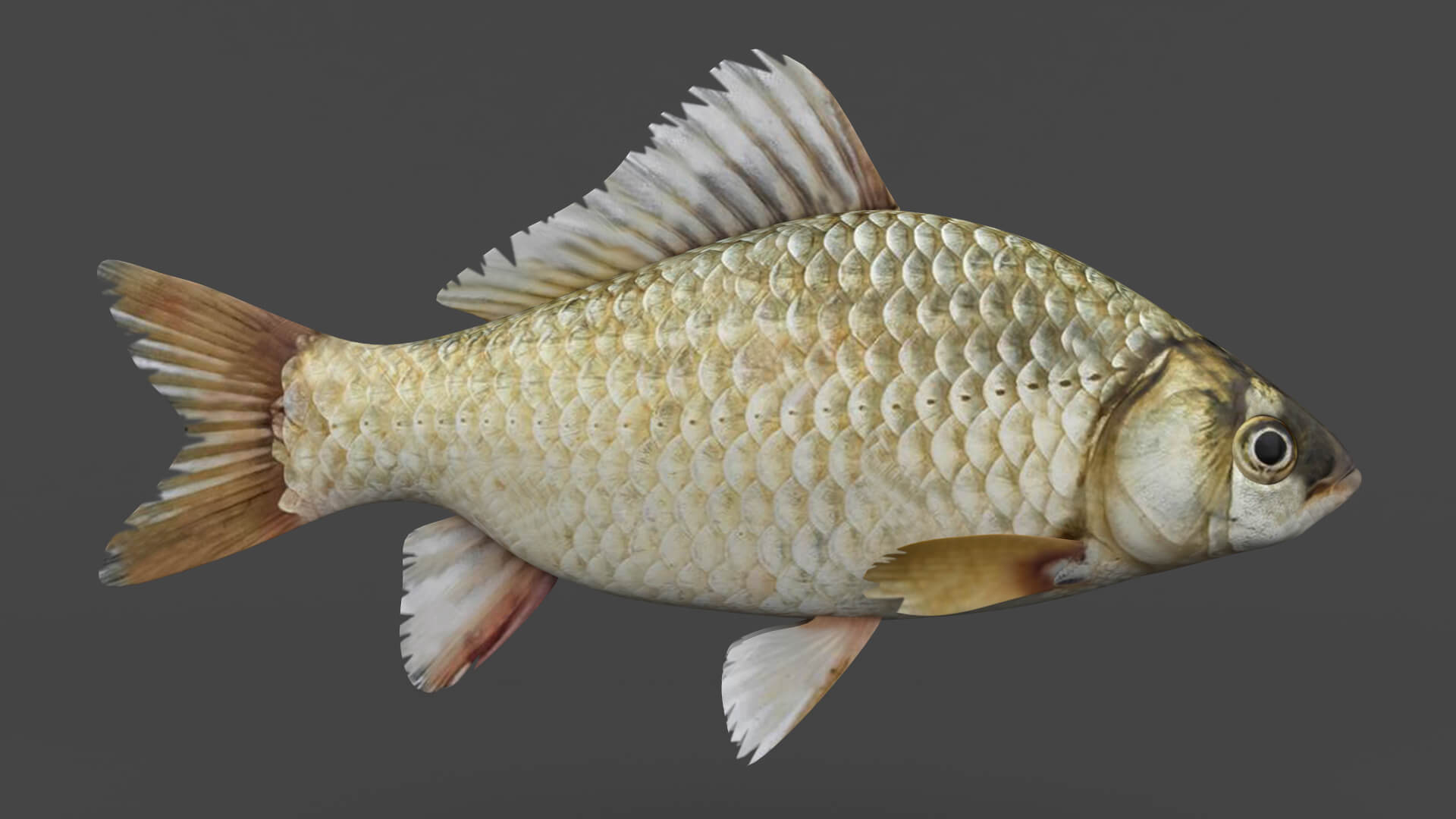 Carp Fish Model by Javidan