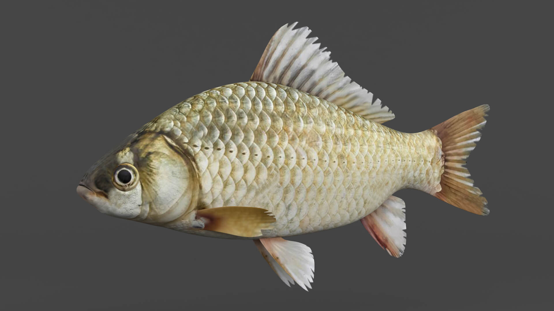 Carp Fish Model by Javidan
