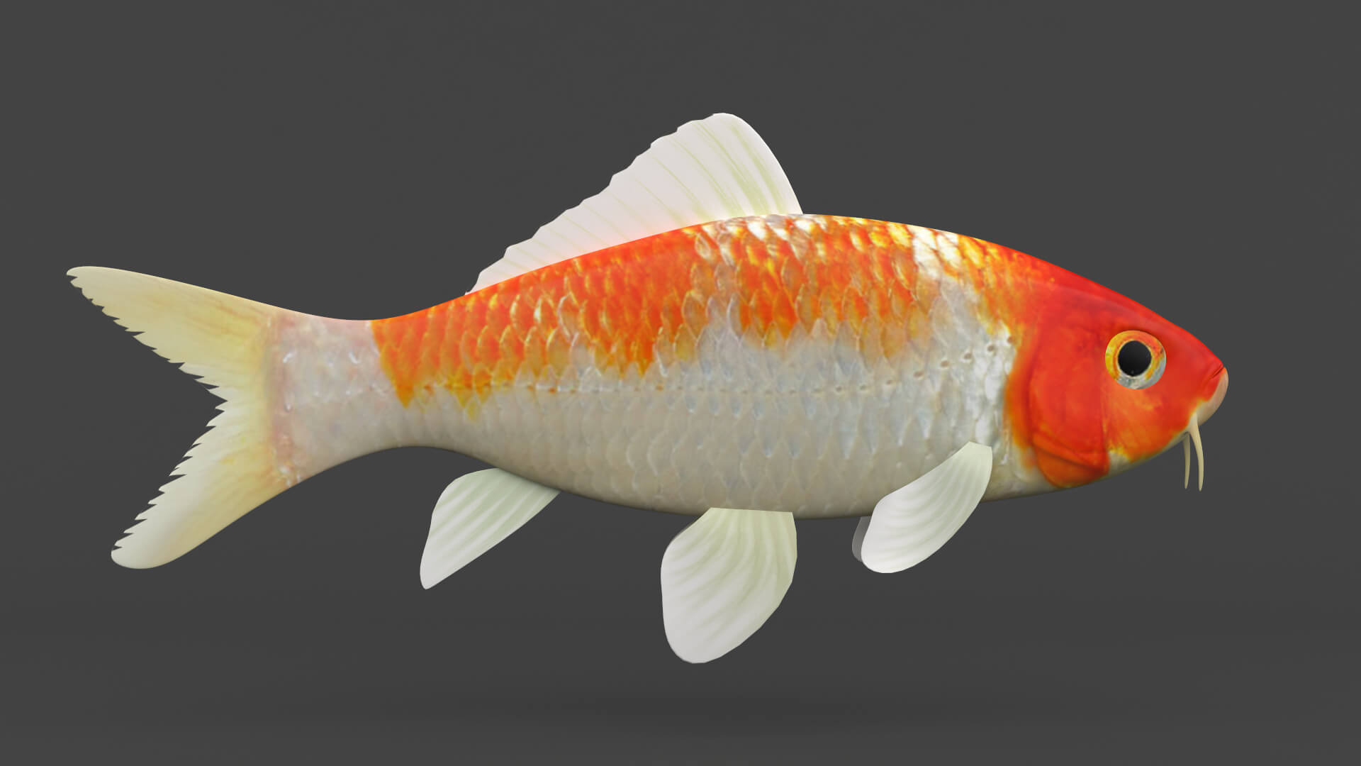 Fish Koi Model by Javidan