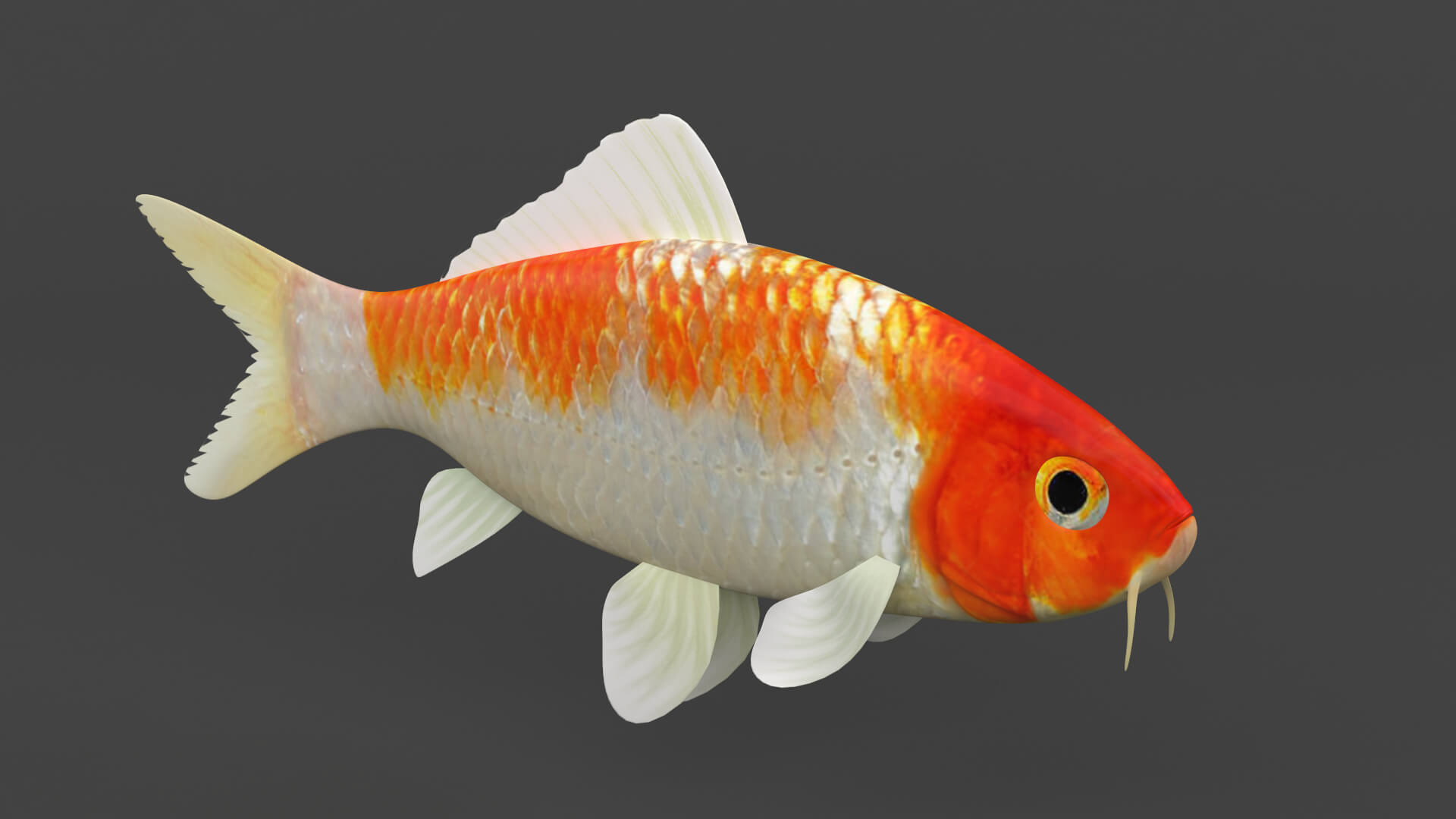 Fish Koi Model by Javidan
