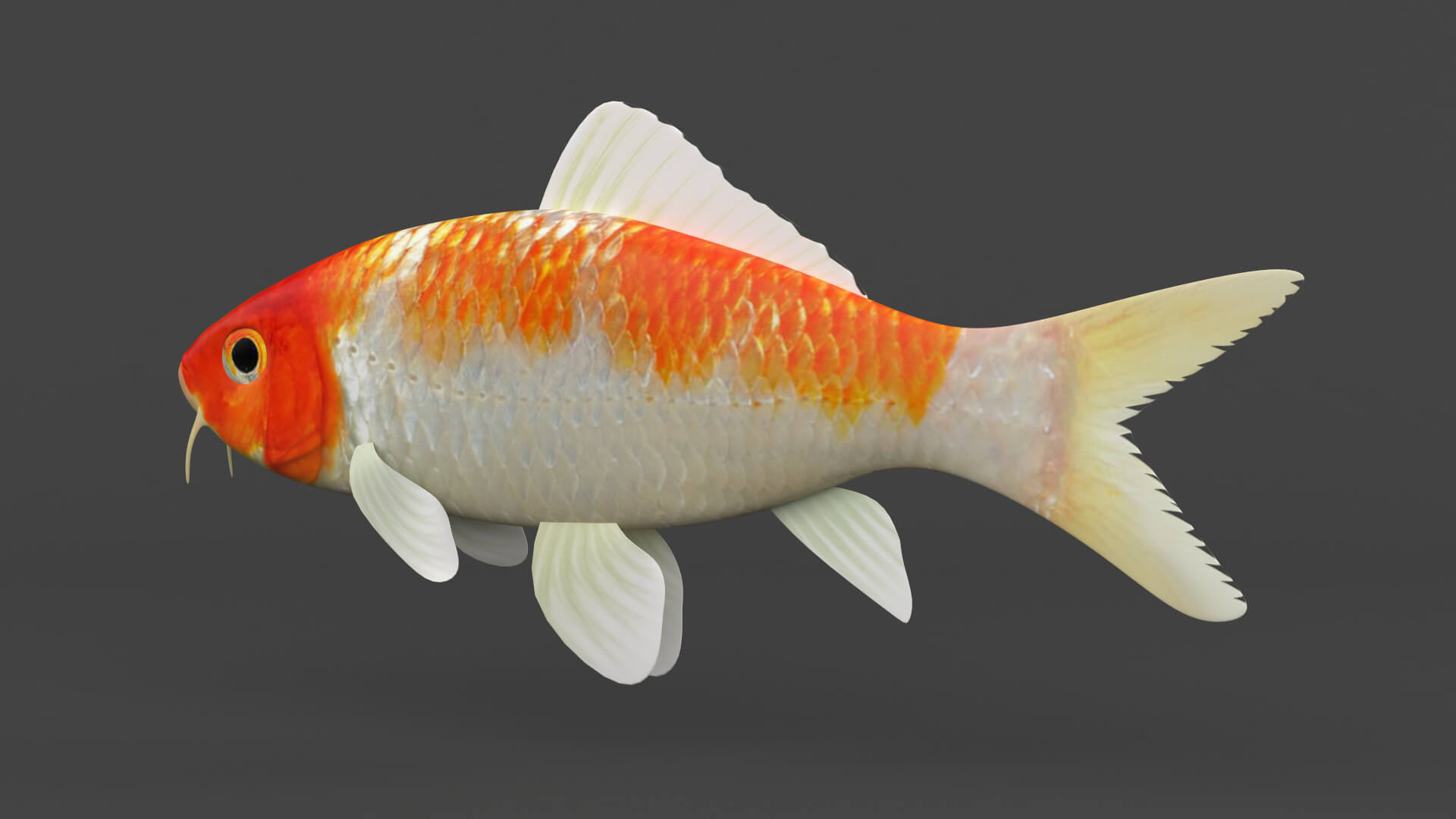 Fish Koi Model by Javidan