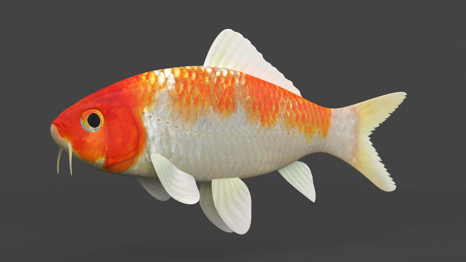 Fish Koi Model by Javidan