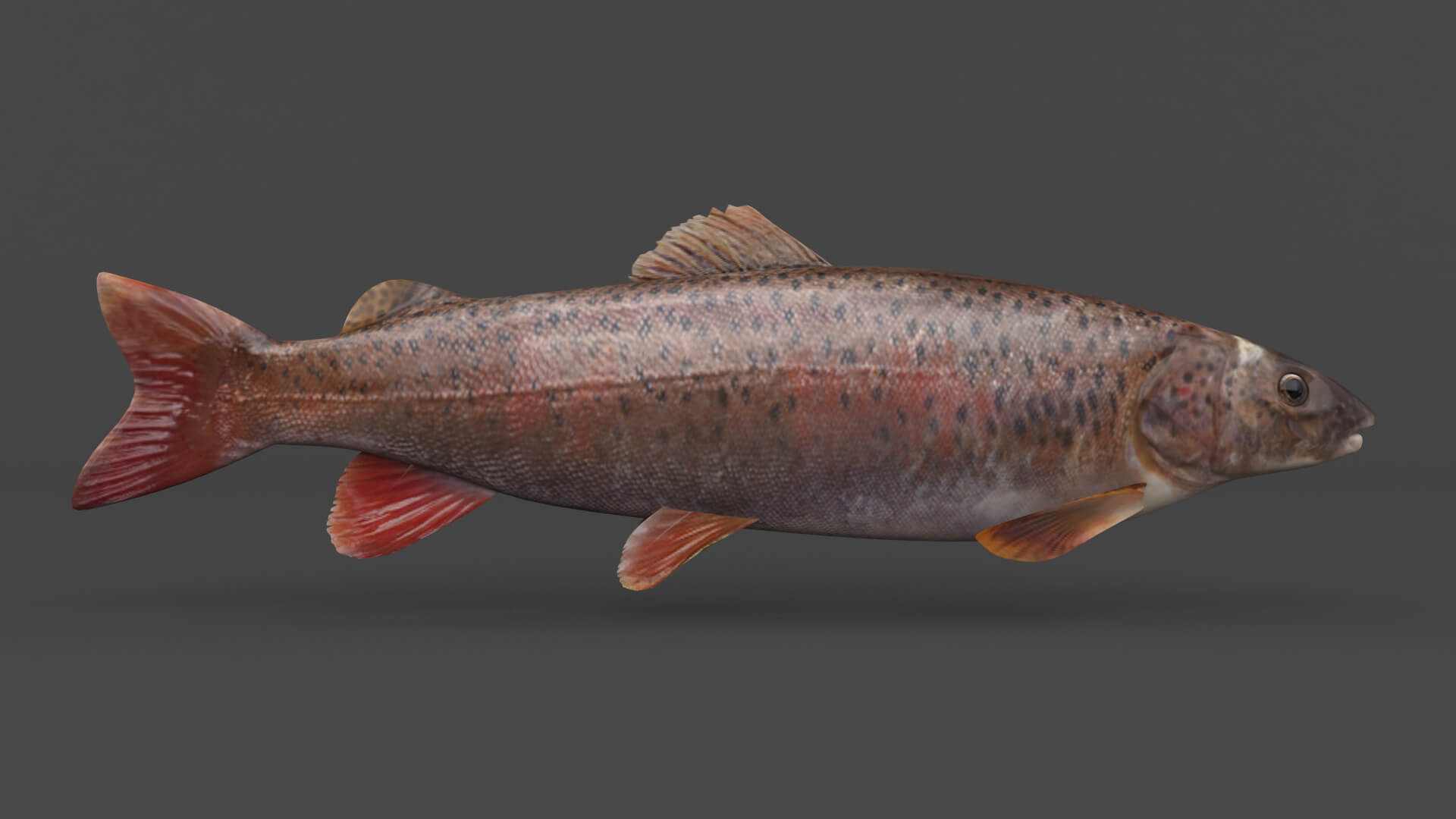 Fish Lenok Model by Javidan