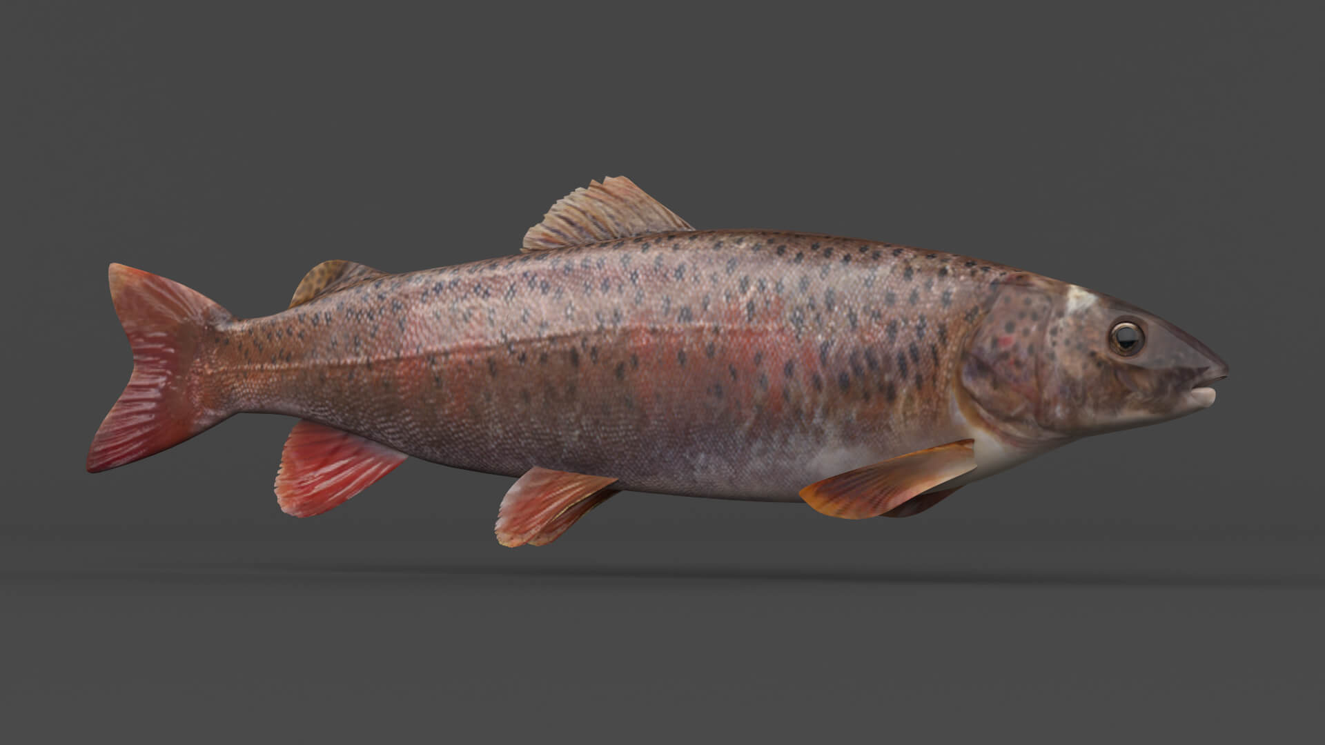 Fish Lenok Model by Javidan