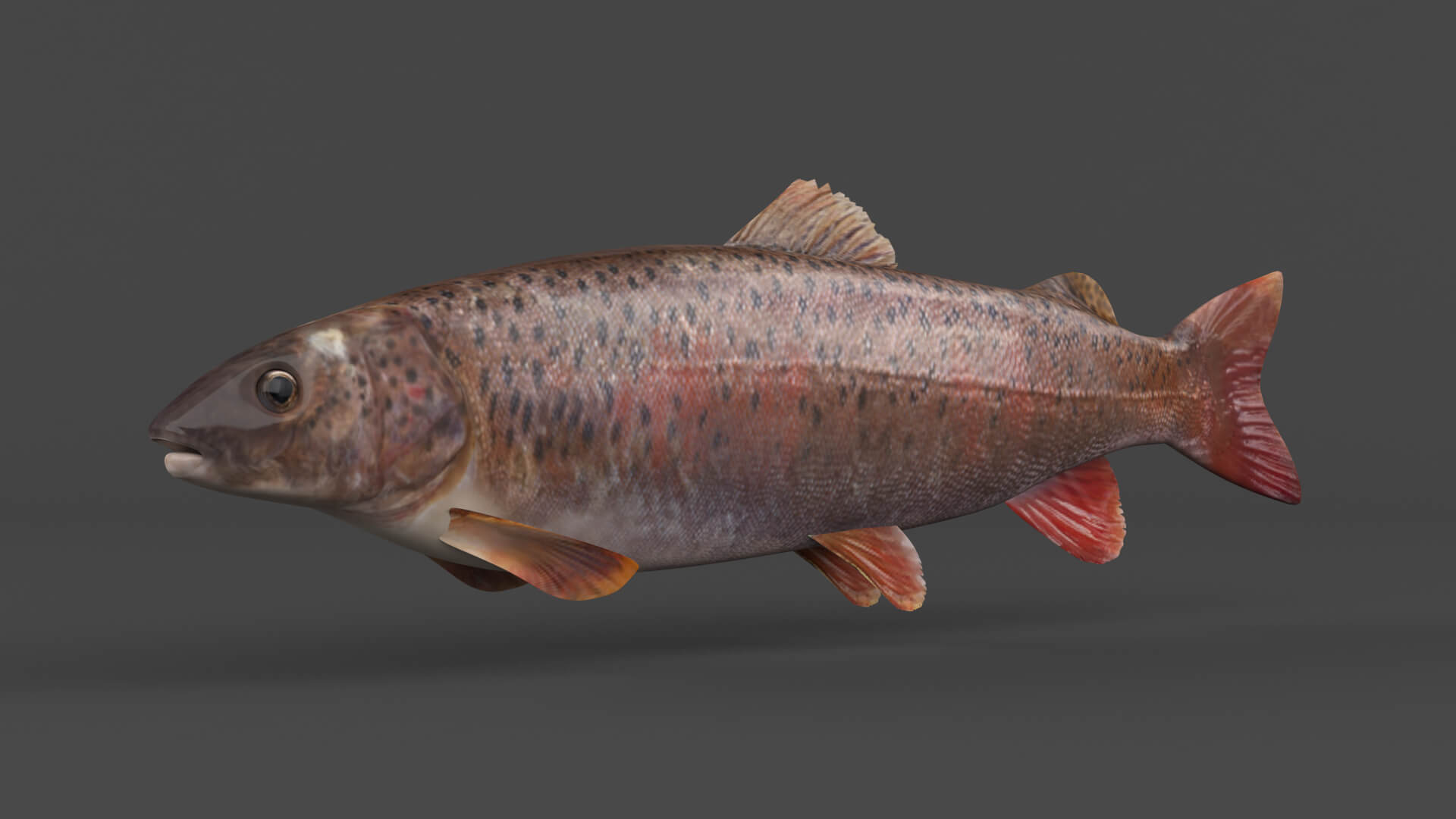 Fish Lenok Model by Javidan