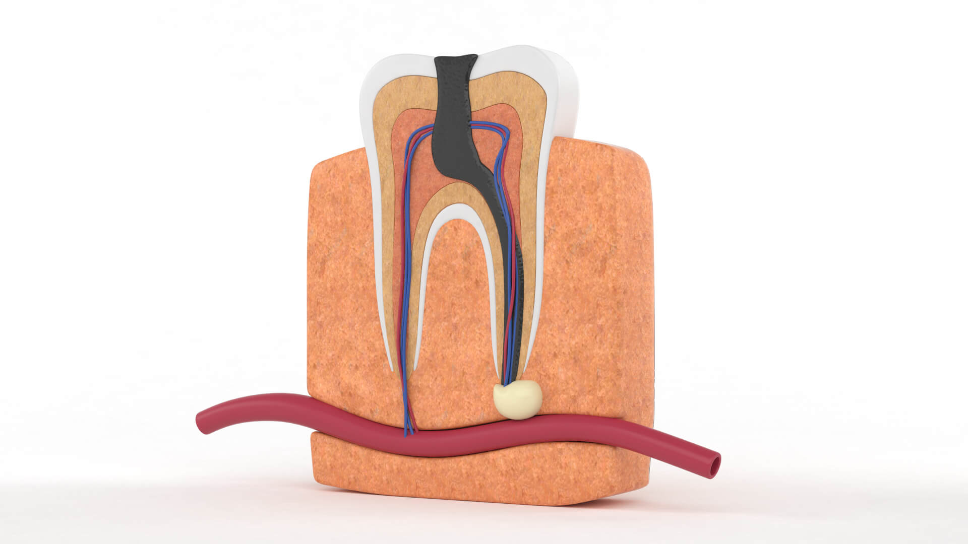 Human Tooth Anatomy - 3D Model by Javidan