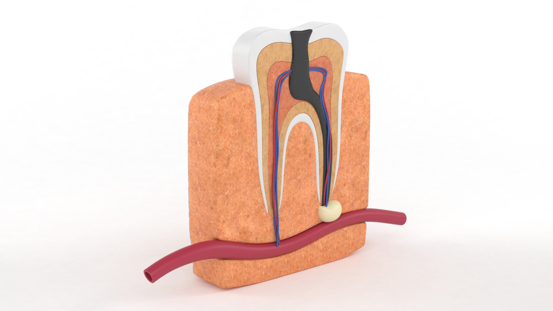 Human Tooth Anatomy - 3D Model by Javidan