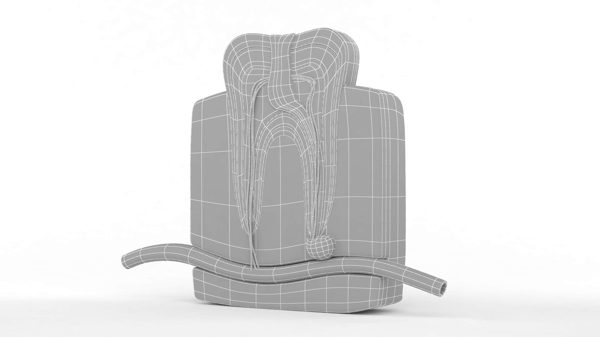 Human Tooth Anatomy - 3D Model by Javidan