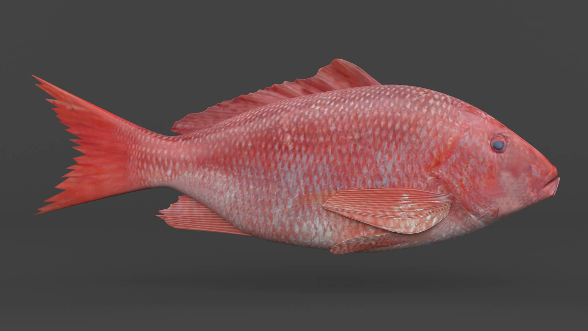 Red Snapper Fish - 3D Model by Javidan