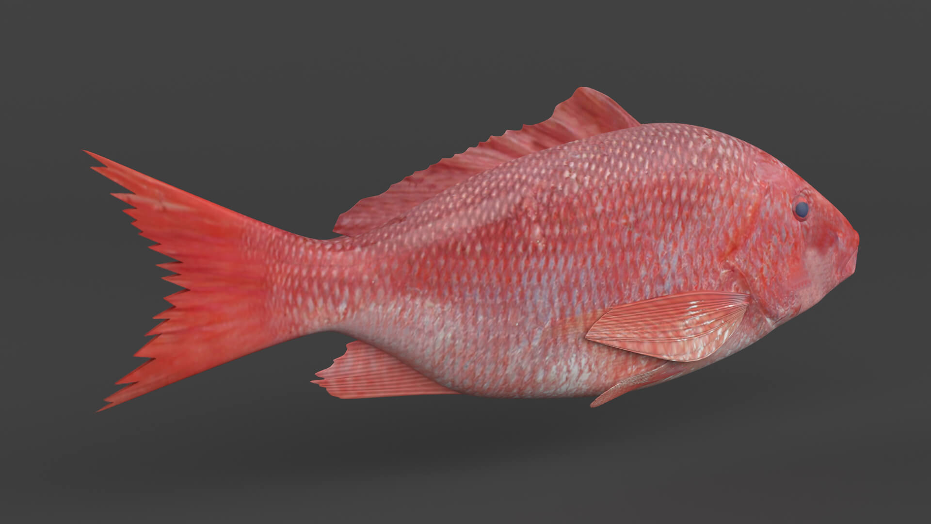 Red Snapper Fish - 3D Model by Javidan