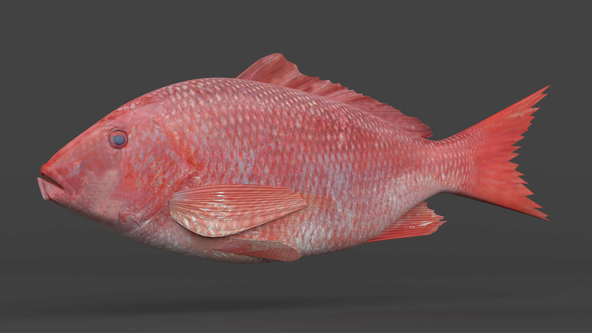 Red Snapper Fish - 3D Model by Javidan