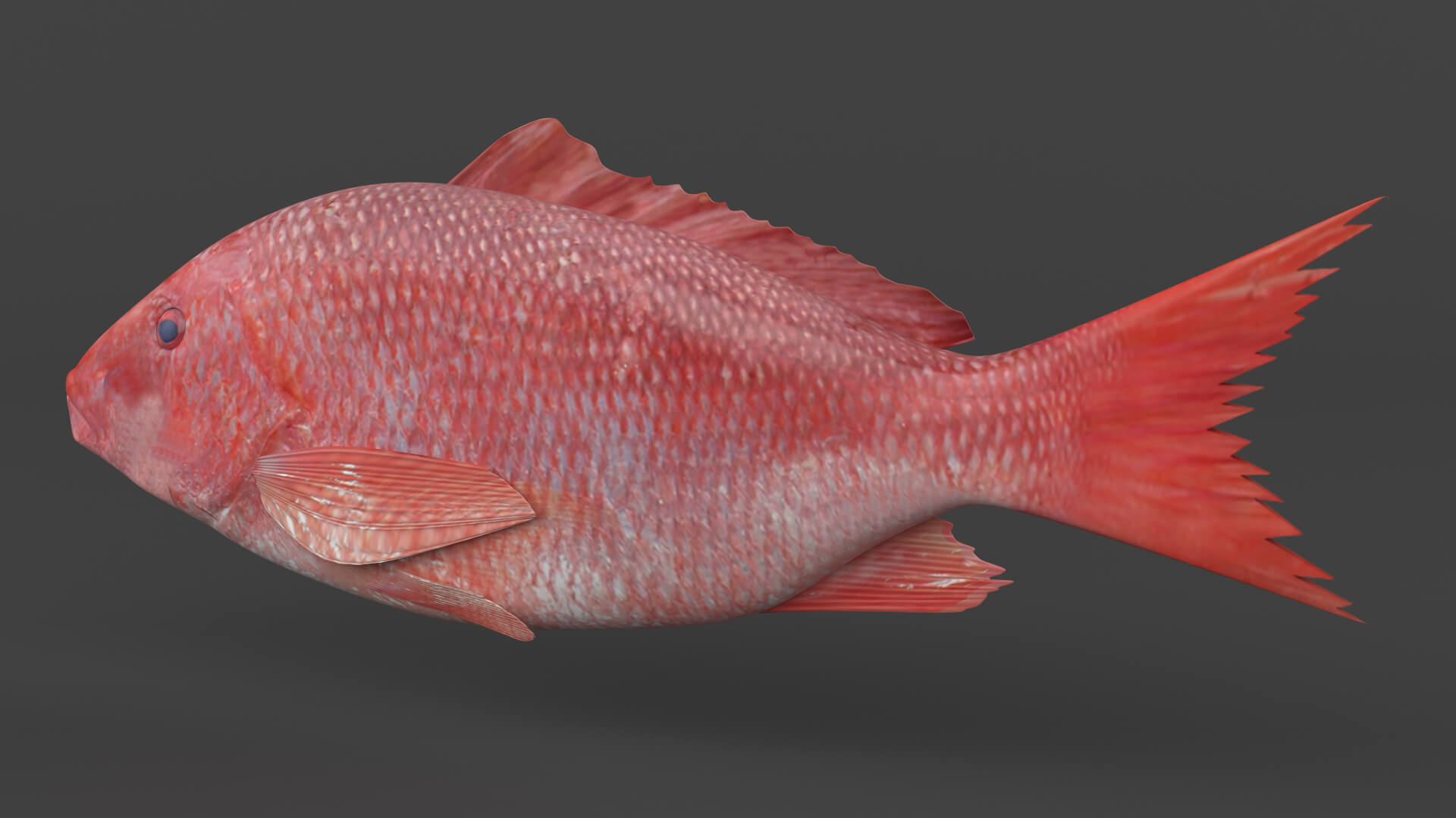 Red Snapper Fish - 3D Model by Javidan