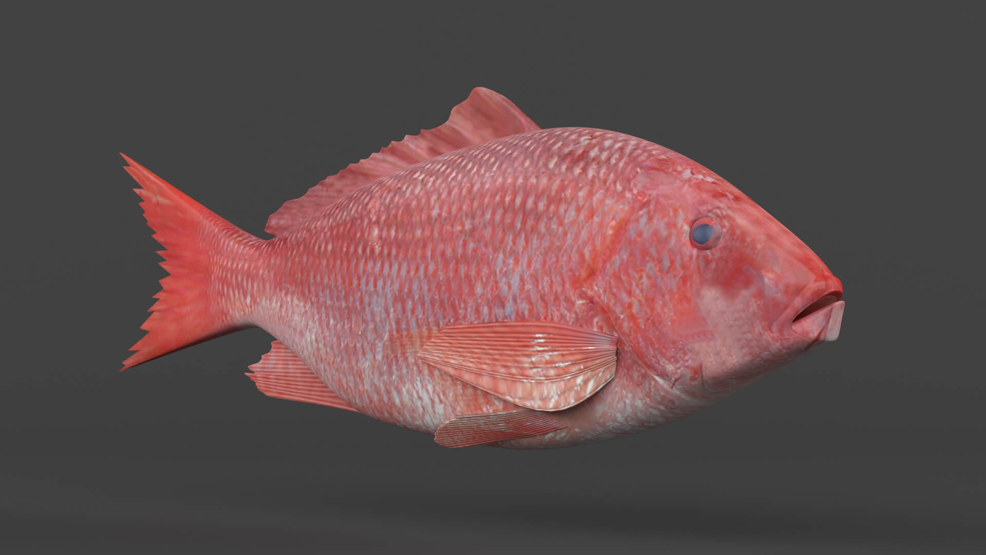 Red Snapper Fish - 3D Model by Javidan