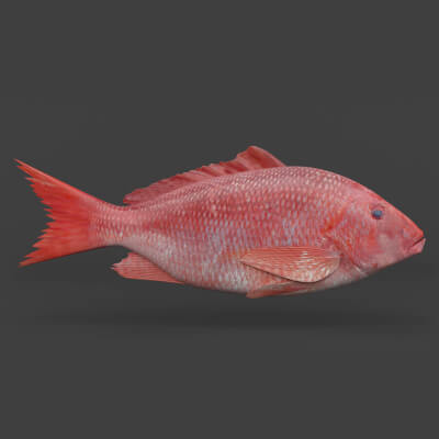 Red Snapper Fish - 3D Model by Javidan