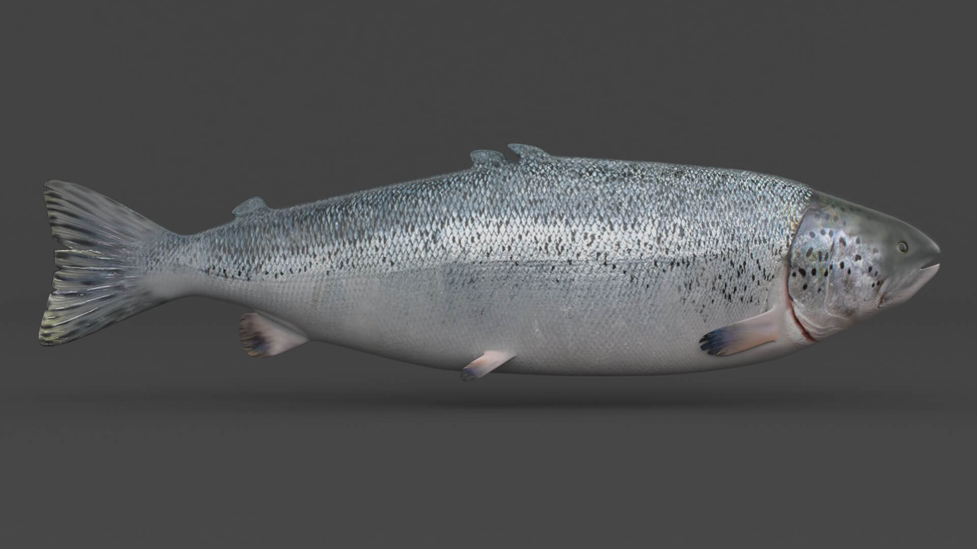 Salmon Fish Model by Javidan