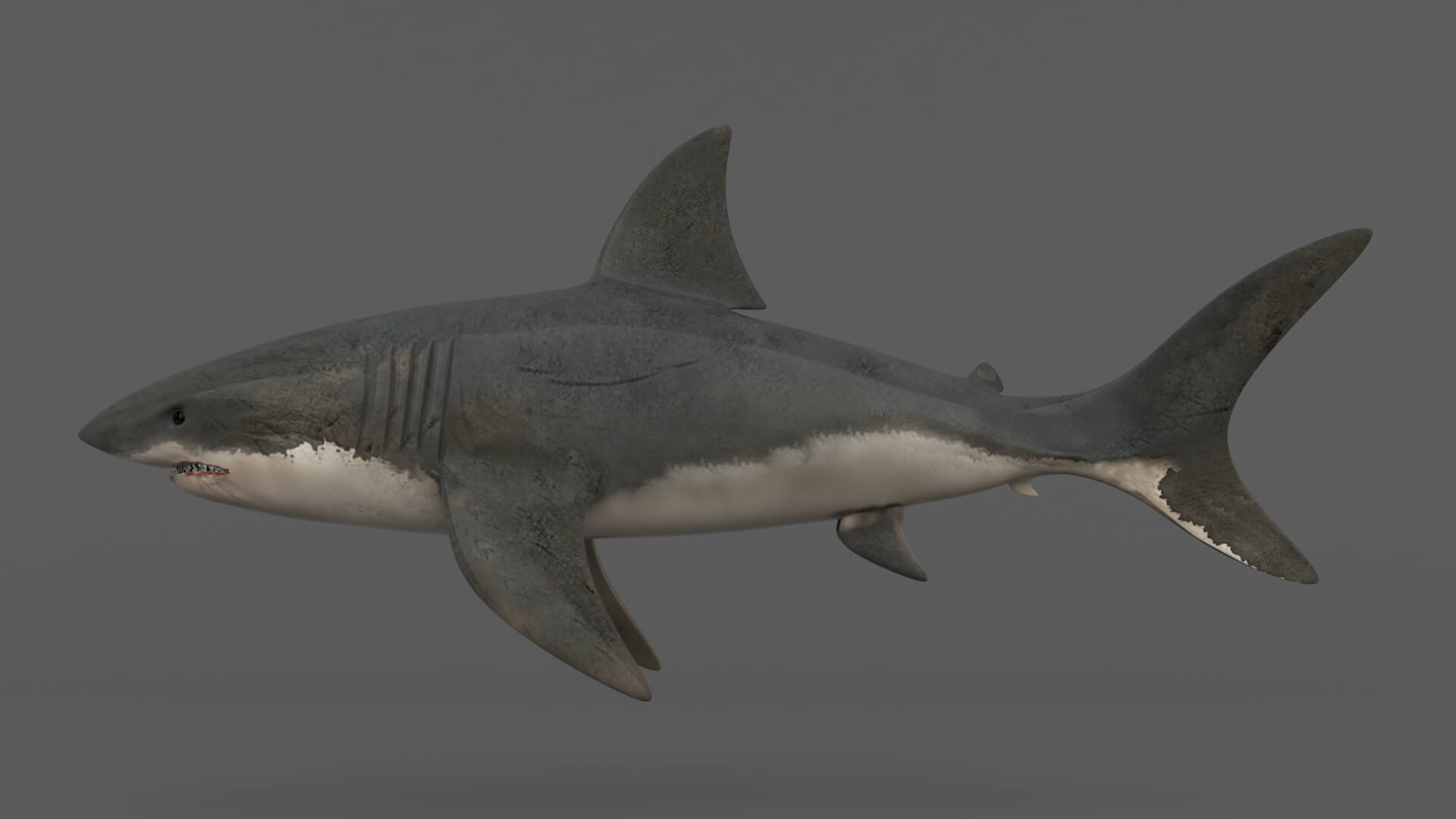 White Shark Model by Javidan
