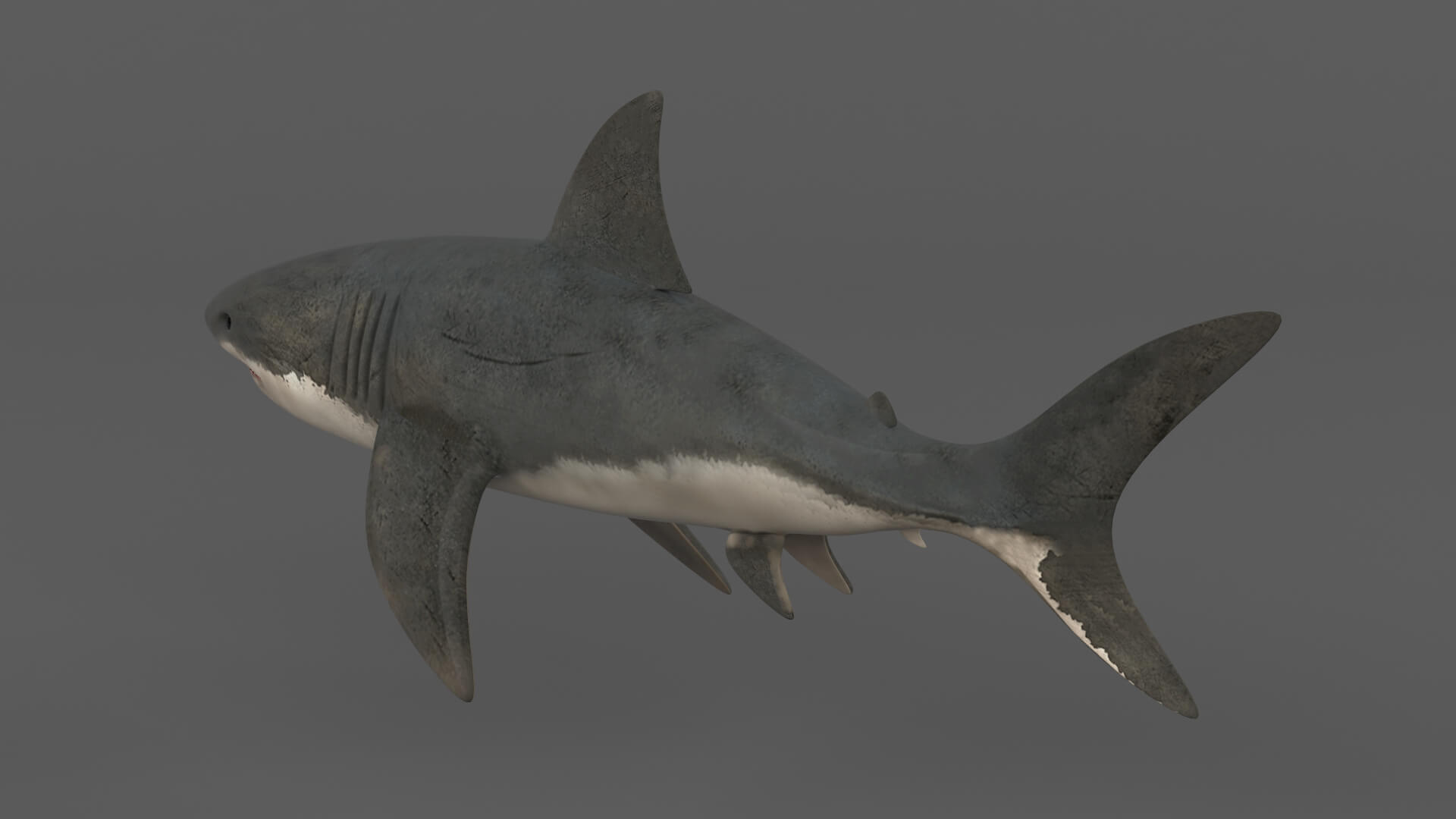 White Shark Model by Javidan