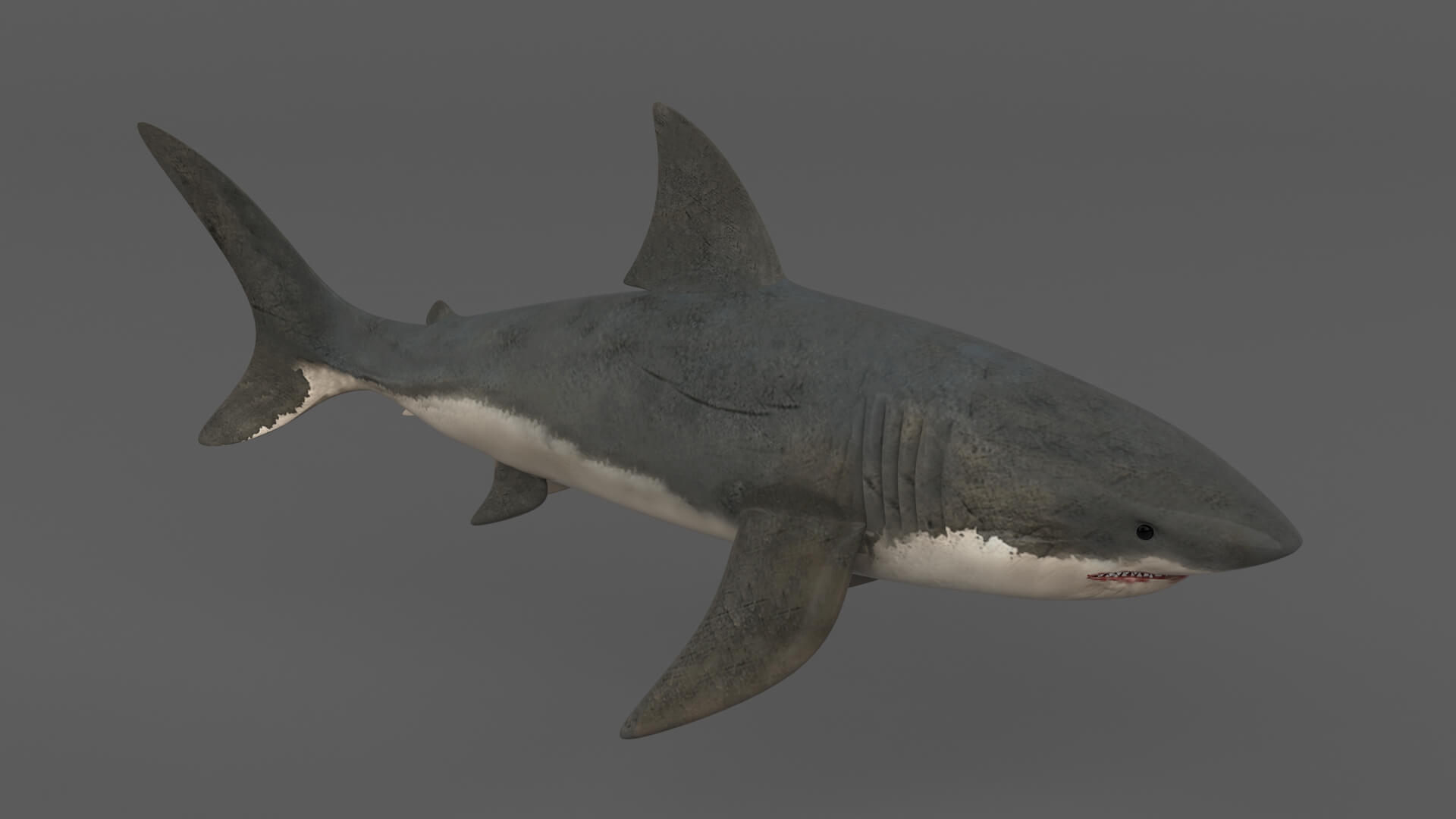 White Shark Model by Javidan