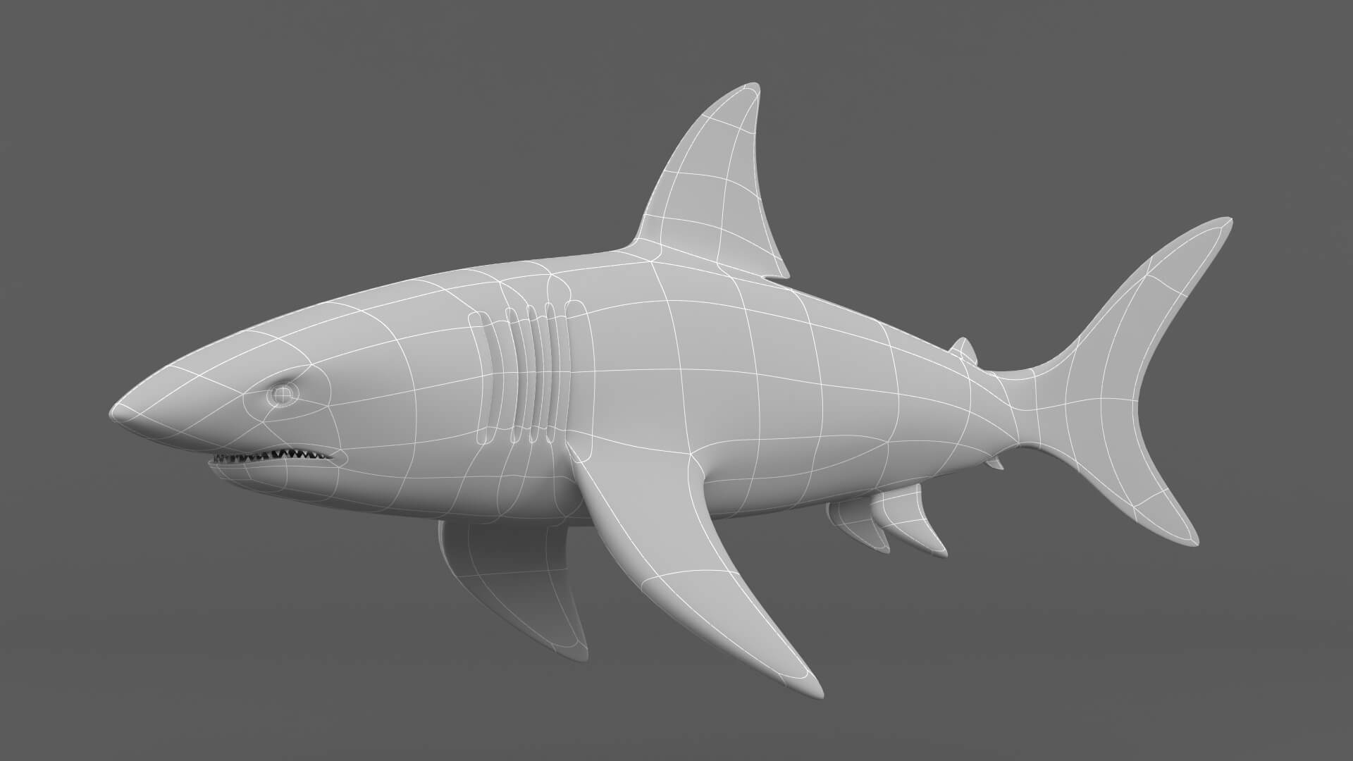 White Shark Model by Javidan