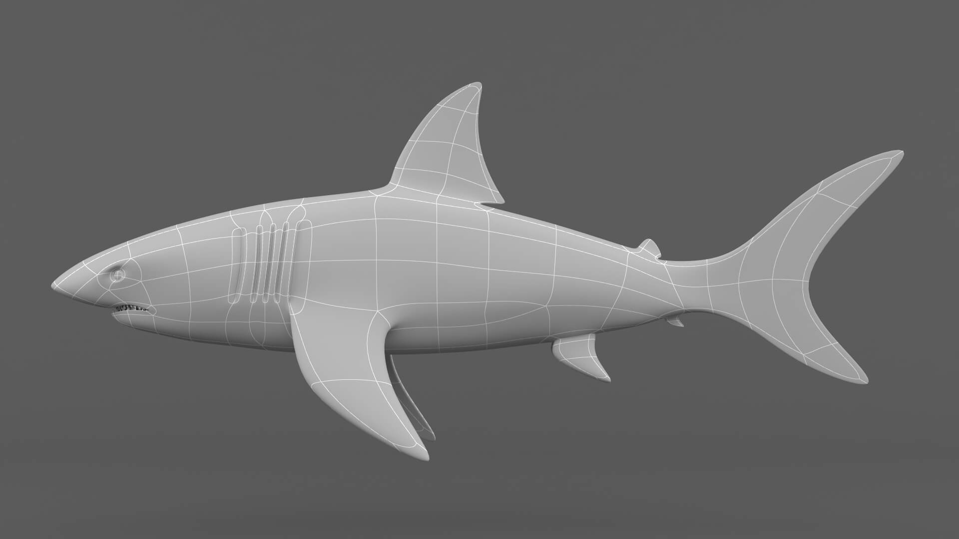 White Shark Model by Javidan