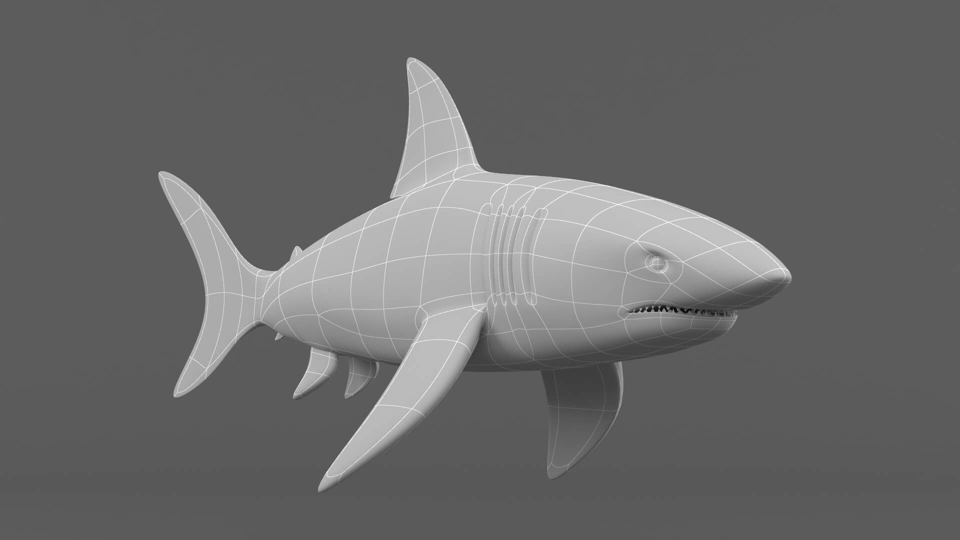 White Shark Model by Javidan