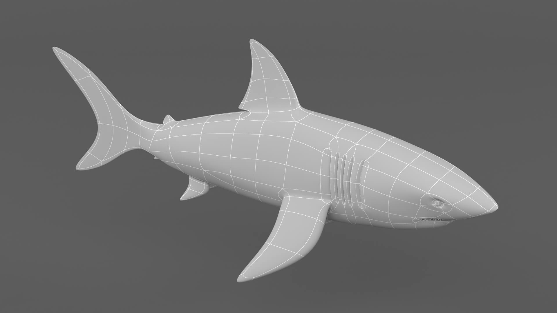 White Shark Model by Javidan