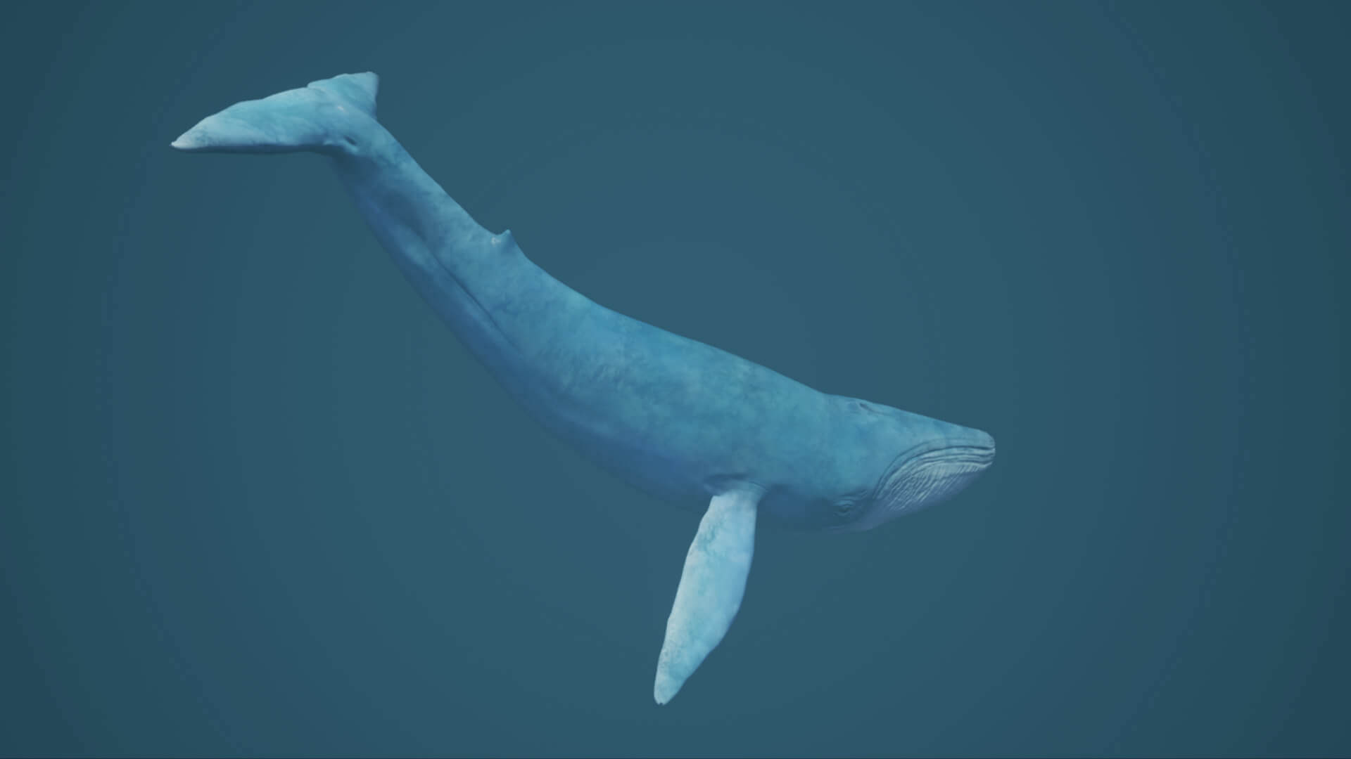 Blue Whale - 3D Model by JazzCouaina