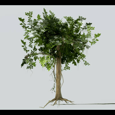 Highly Detailed Jungle Tree Model with Realistic Textures by JC_01013