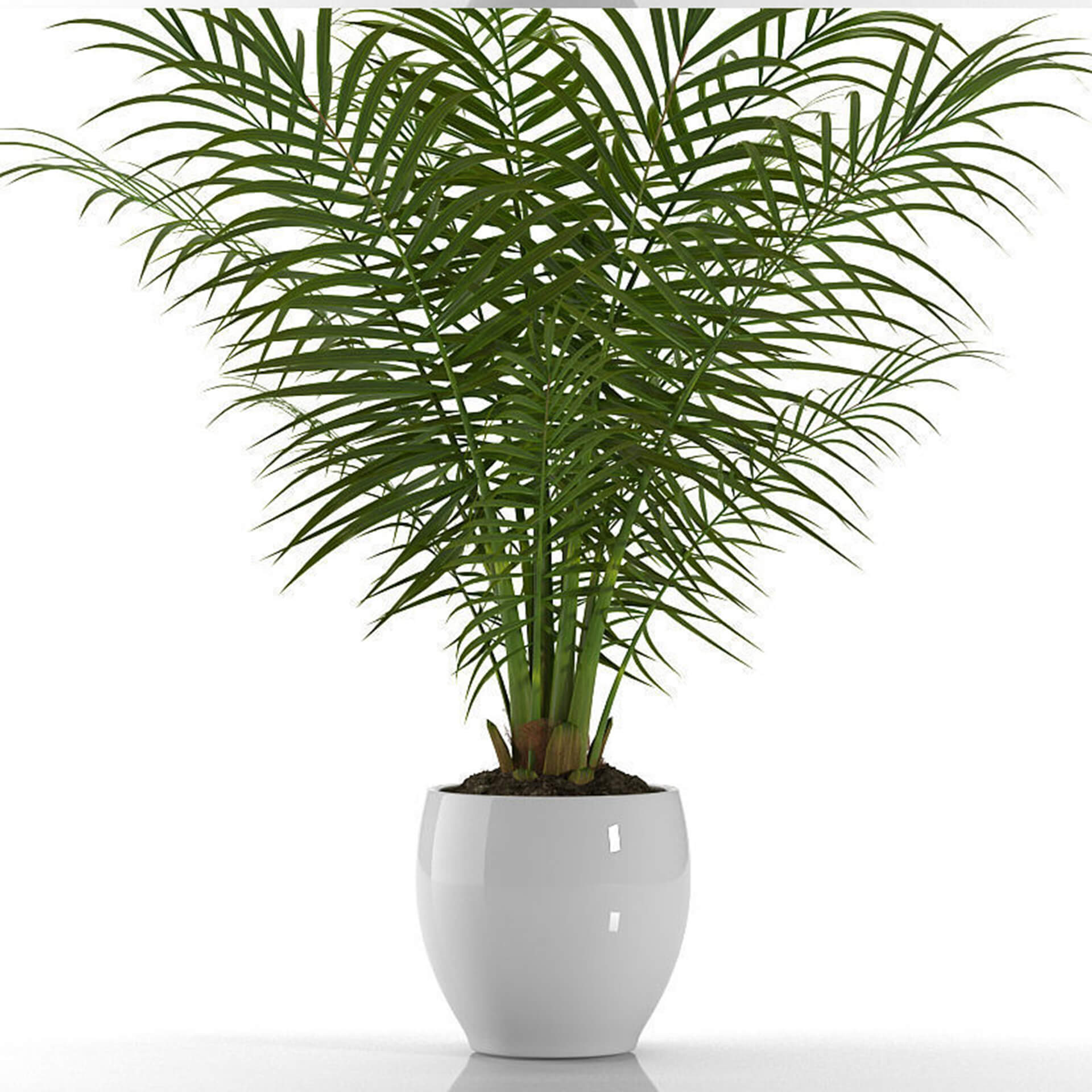 Parlor Palm Plants - 3D Model by jemsjamjo