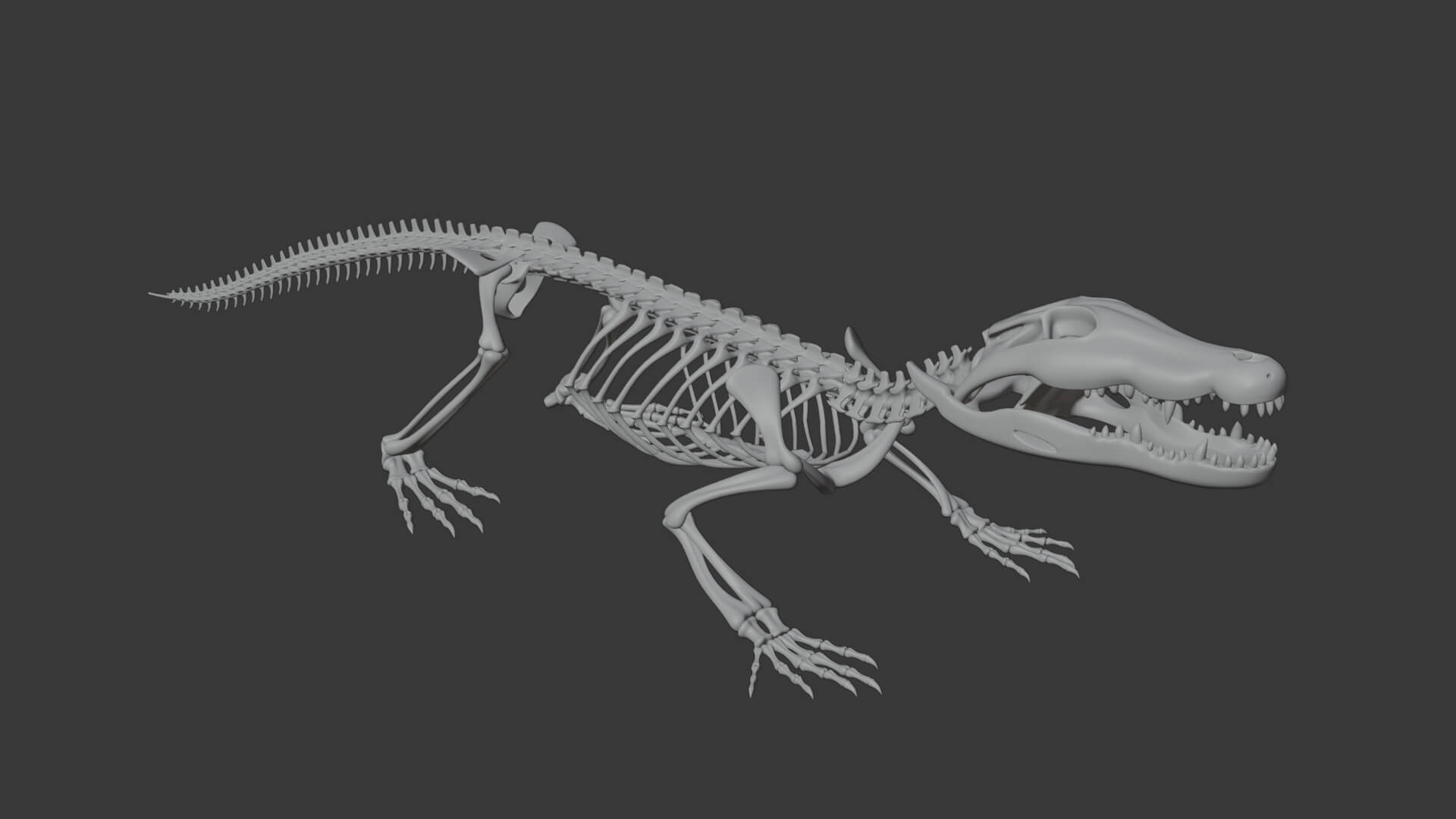 Crocodile Skeleton 3D Model – Highly Detailed, Clean T by Jerry10