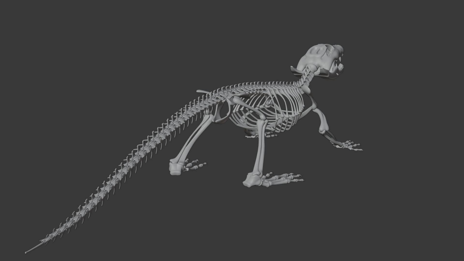 Crocodile Skeleton 3D Model – Highly Detailed, Clean T by Jerry10