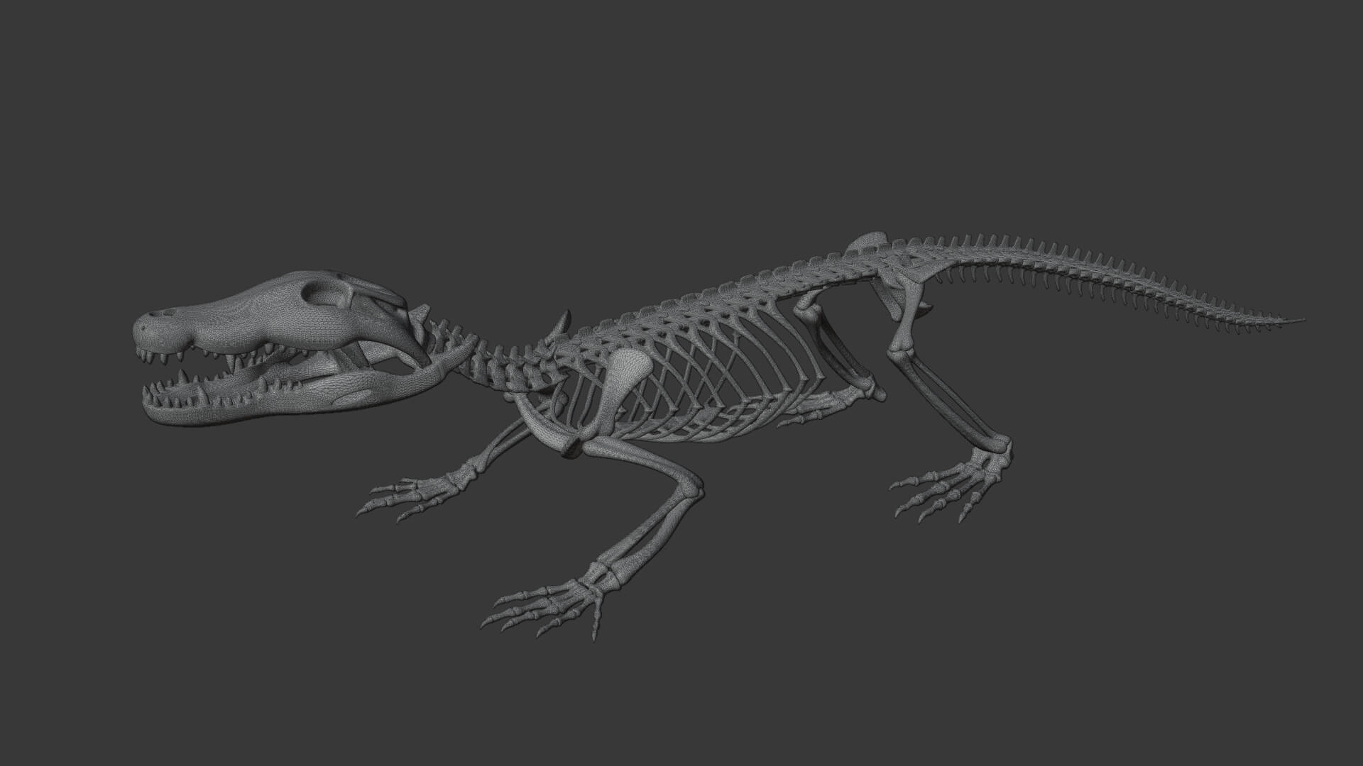 Crocodile Skeleton 3D Model – Highly Detailed, Clean T by Jerry10