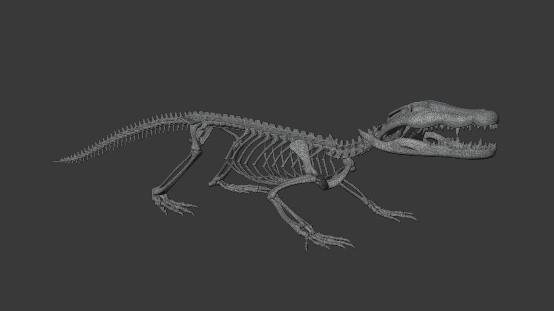 Crocodile Skeleton 3D Model – Highly Detailed, Clean T by Jerry10
