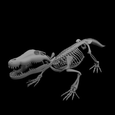 Crocodile Skeleton 3D Model – Highly Detailed, Clean T by Jerry10