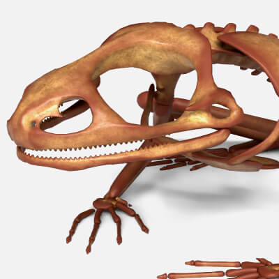 Frog Skeleton – Detailed Amphibian Anatomical 3D Model by Jerry10