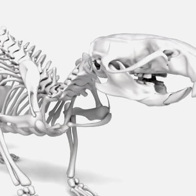 Rat Skeleton – Realistic Detailed Rodent Bone Structur - 3D Model by ...