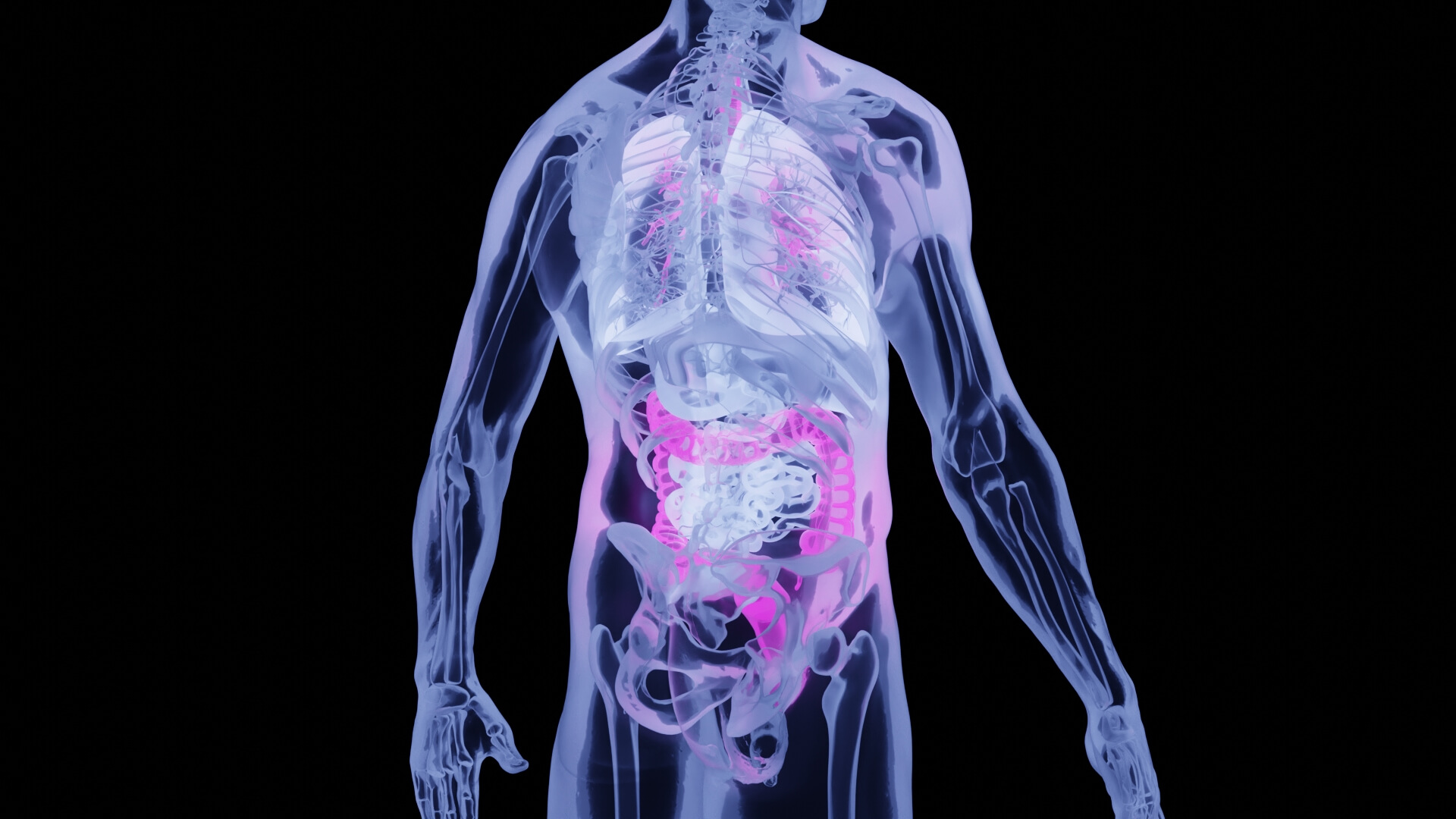 Human Anatomy X-Ray Blender 3D by JIEXI