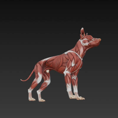 Dog Muscular System - Complete Canine Muscle Anatomy 3D Model by Joshpet
