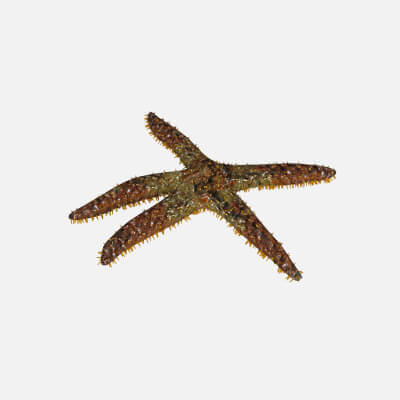 3D Starfish model by js3dcreative