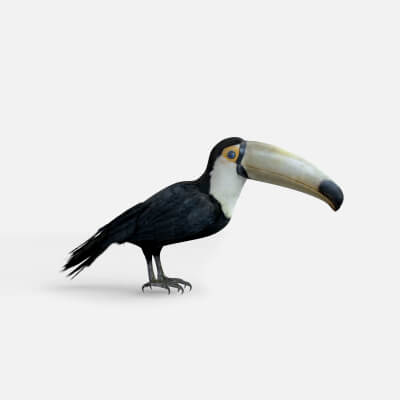 3D Toucan model by js3dcreative