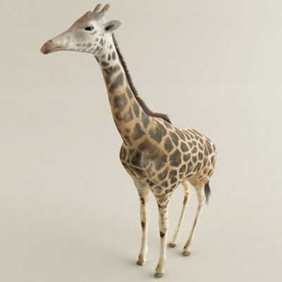 Giraffe 3D model by js3dcreative